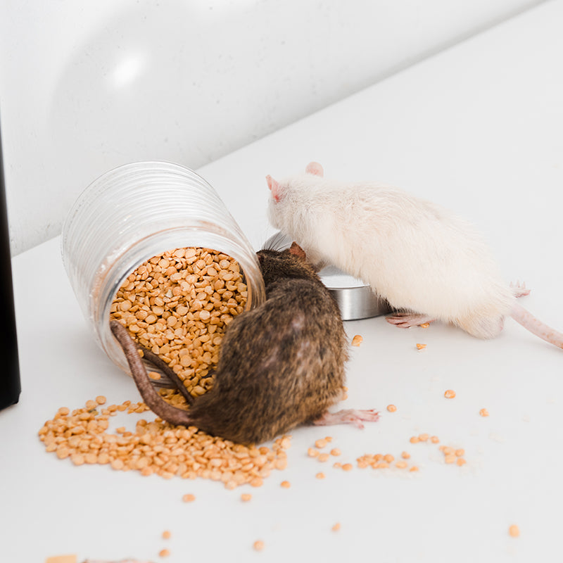 Mice and how to control them – Pest Wholesale